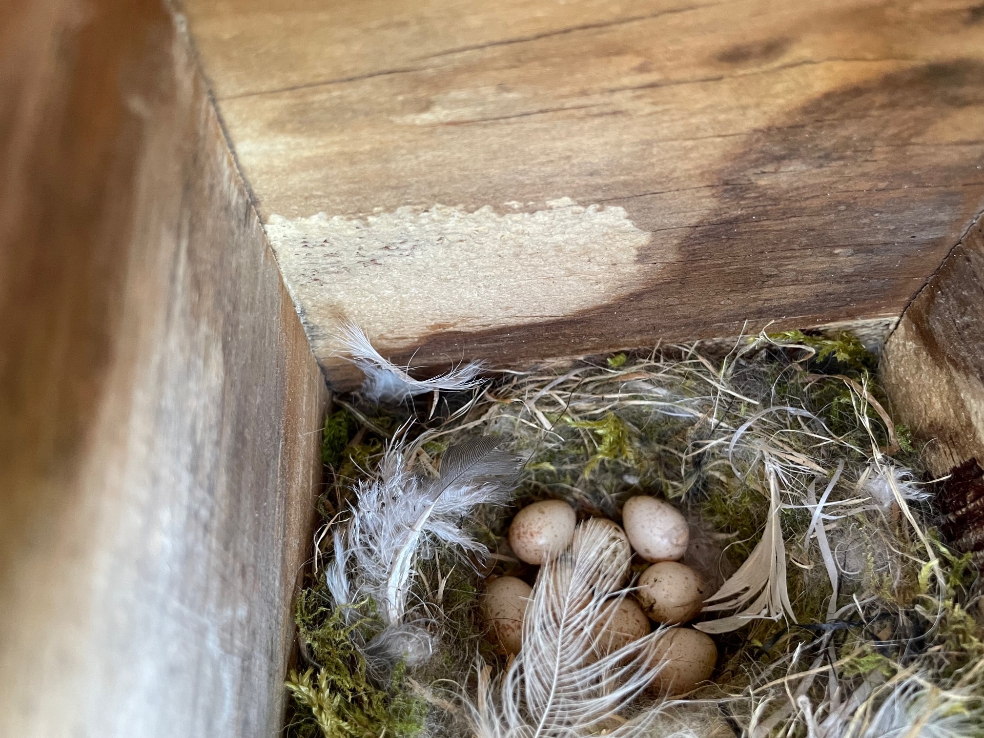 New nestboxes thanks to Project WildEd and Year 7s - Fairfield High School